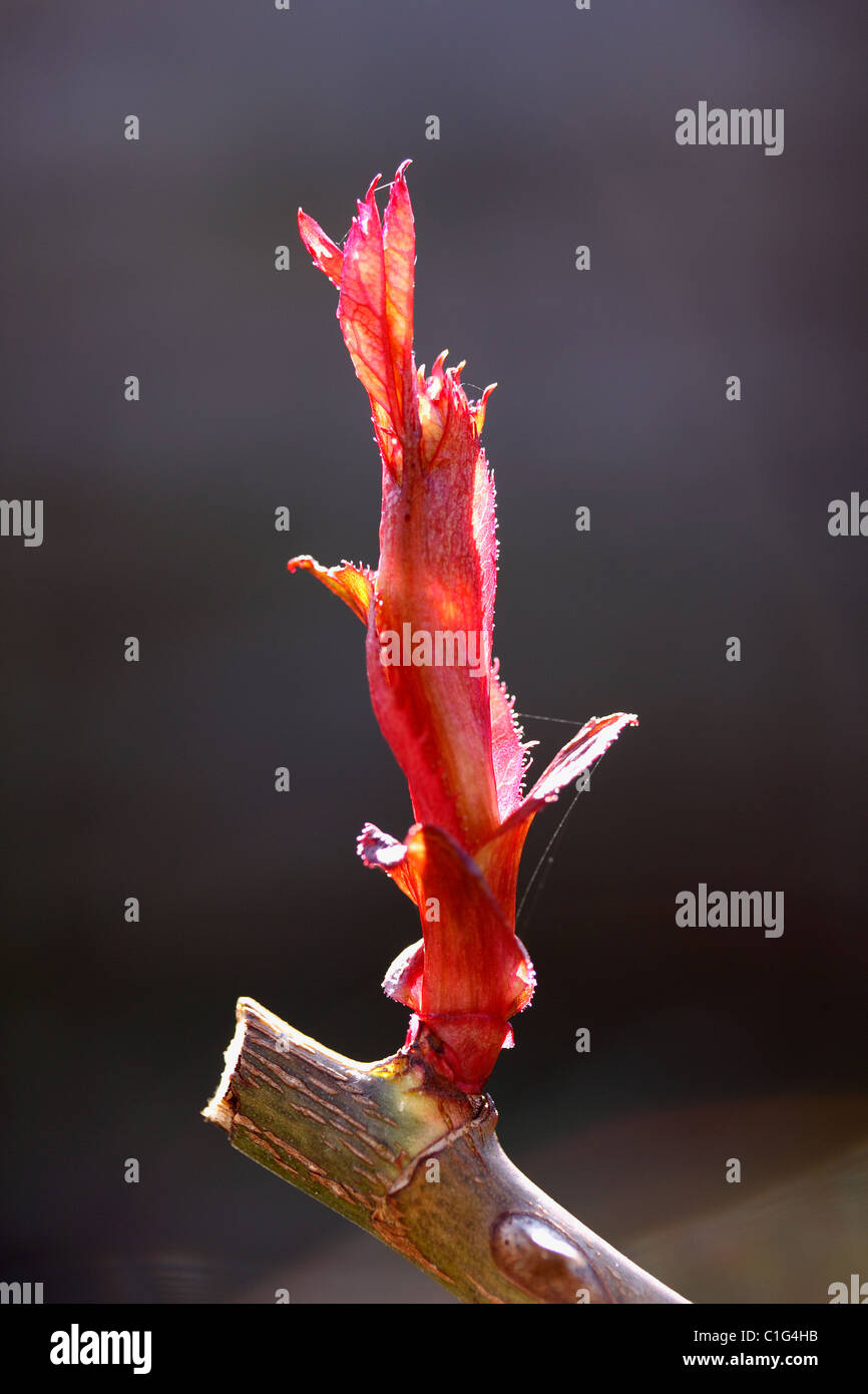 Rose New Growth Leaf High Resolution Stock Photography and Images - Alamy