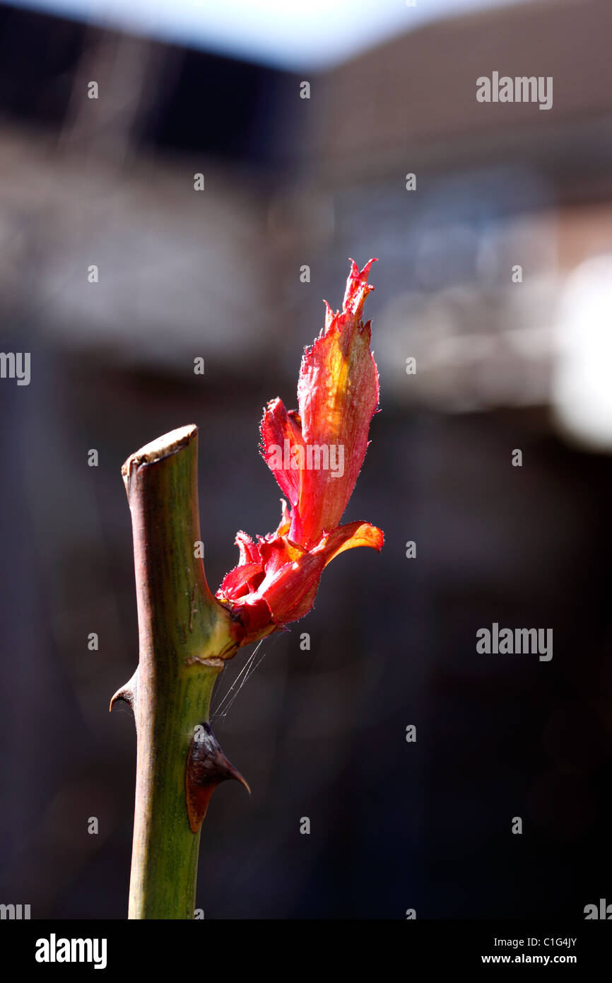NEW ROSE SHOOTS IN EARLY SPRING Stock Photo - Alamy