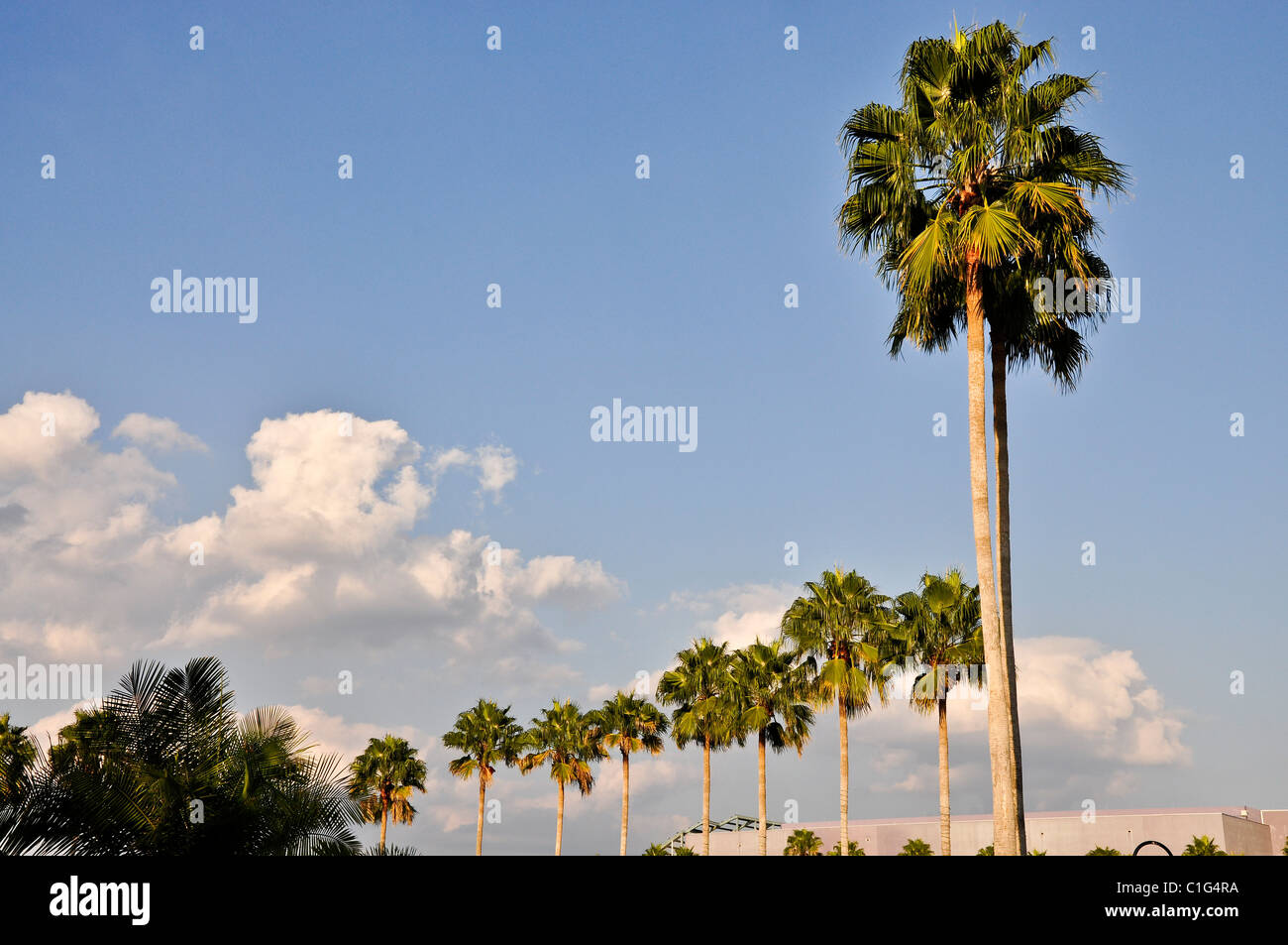Row of palm trees hi-res stock photography and images - Alamy