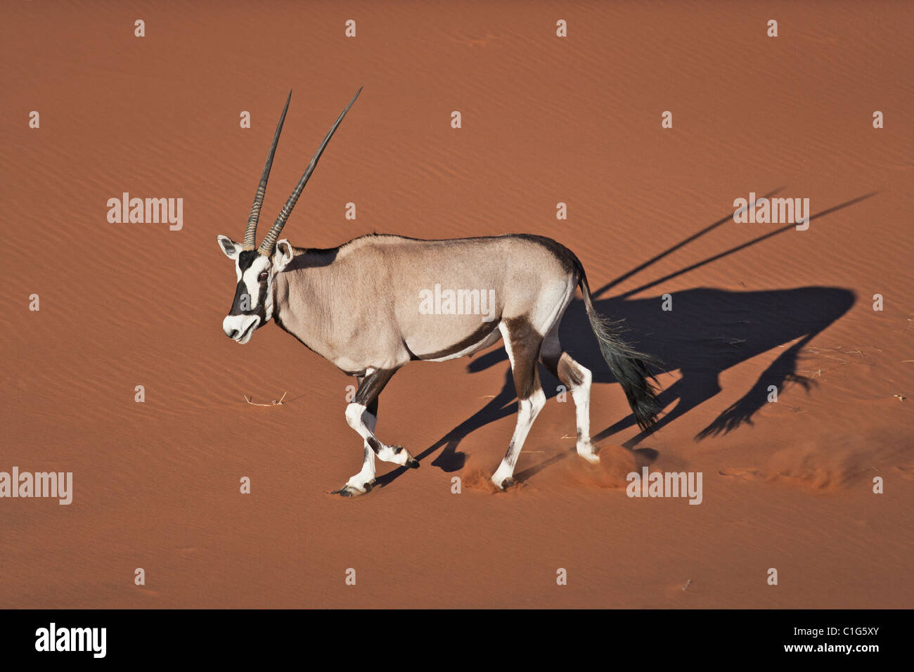 Gemsbok (Oryx gazella) In typical desert habitat Namibian desert sand ...