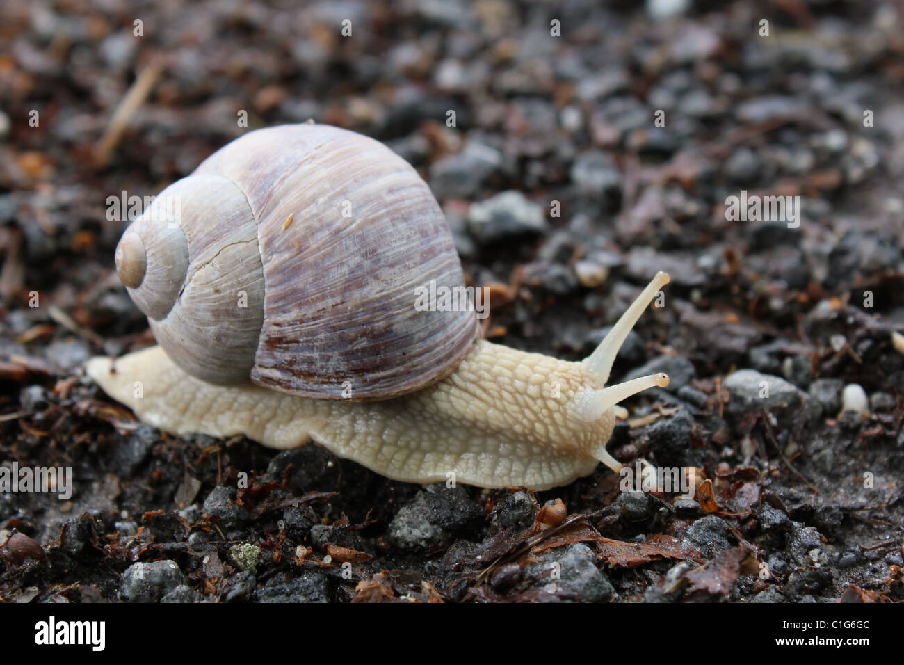 snail on grit Stock Photo - Alamy