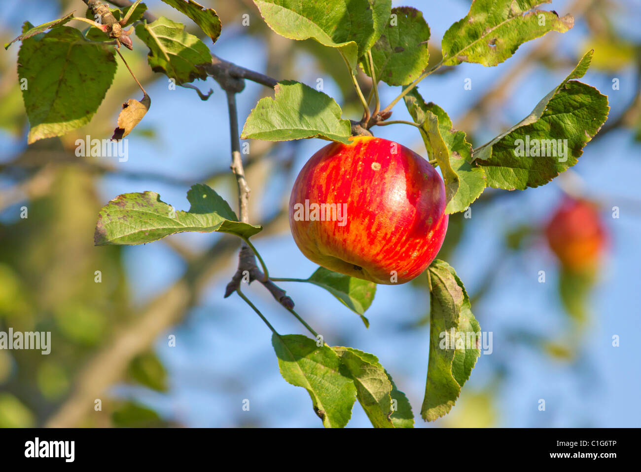 apple on tree Stock Photo - Alamy