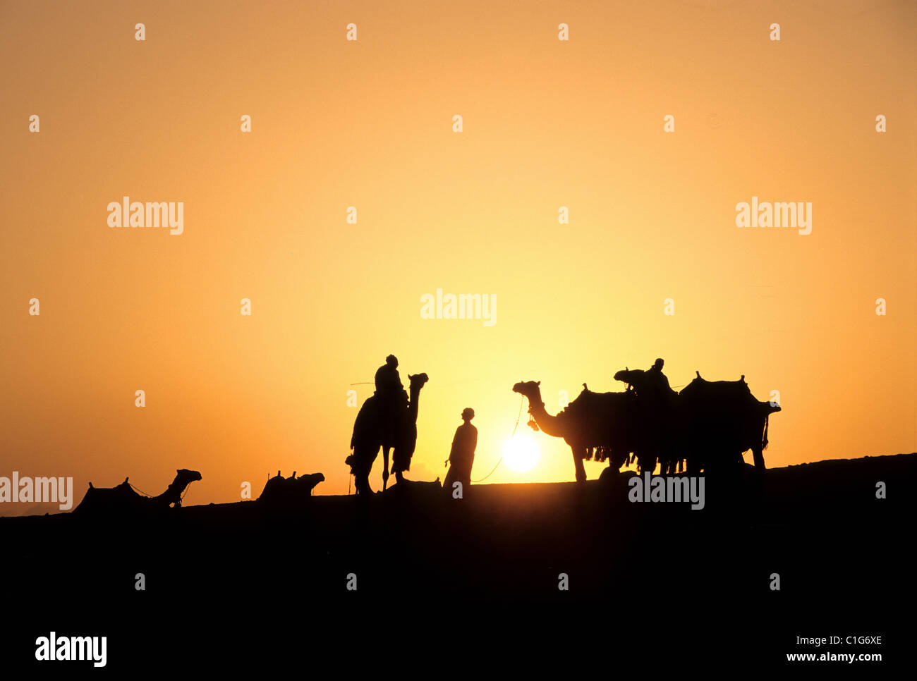 Egypt, Cairo, Guizeh pyramids, camels at sunset Stock Photo - Alamy