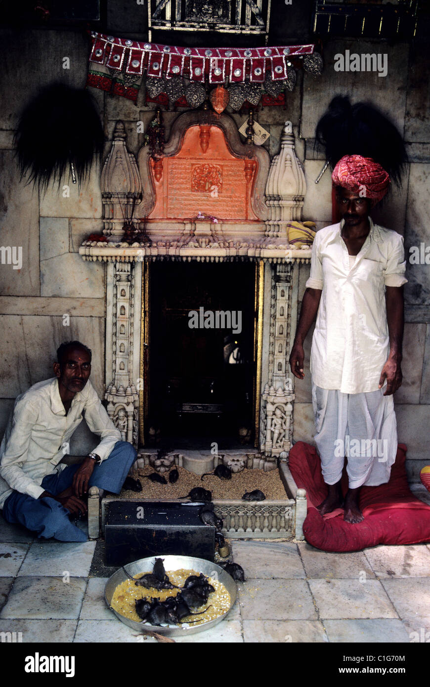 India, Rajasthan State,Bikaner, rats temple Stock Photo - Alamy
