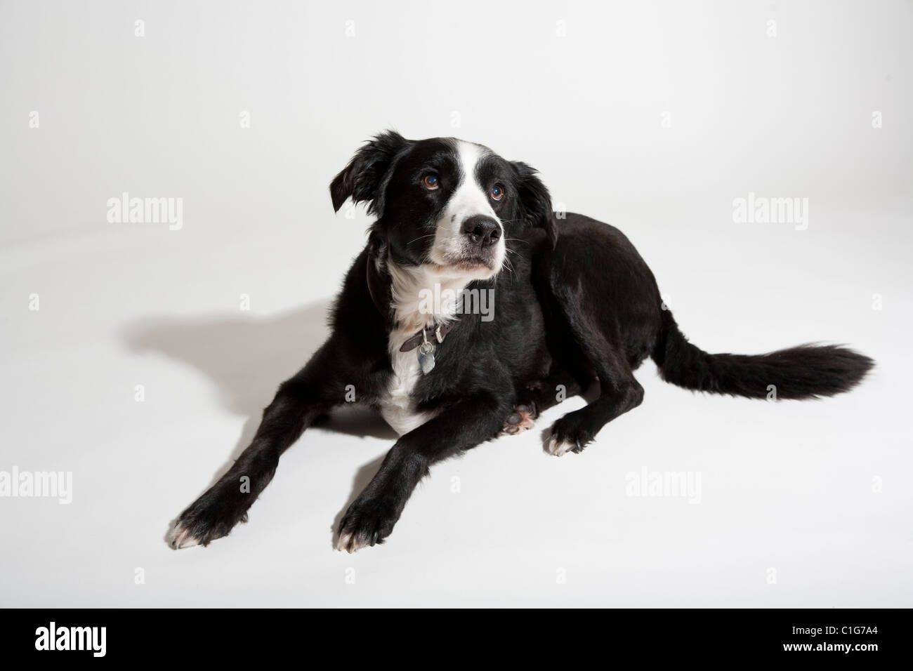 Black Border Collie Spaniel Mix