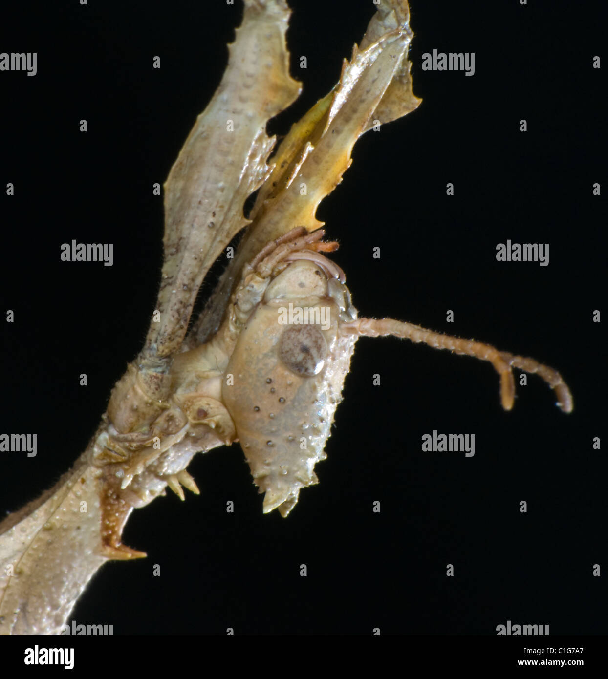 Macleays Spectre Stick Insect or Giant Prickly Stick Insect (Extatosoma ...