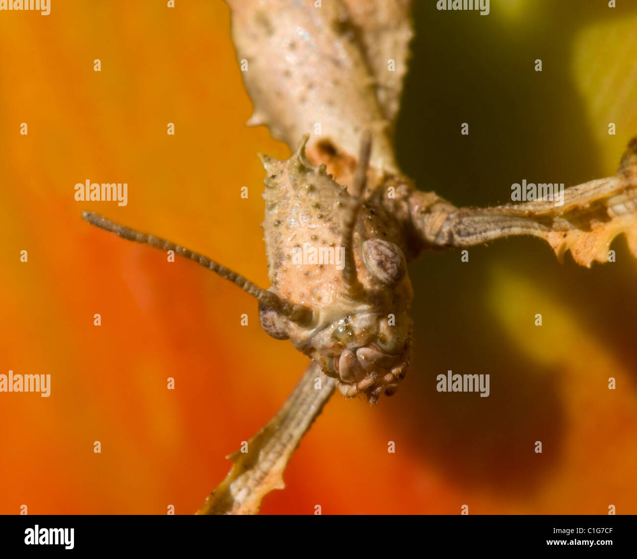 Macleays Spectre Stick Insect or Giant Prickly Stick Insect (Extatosoma ...