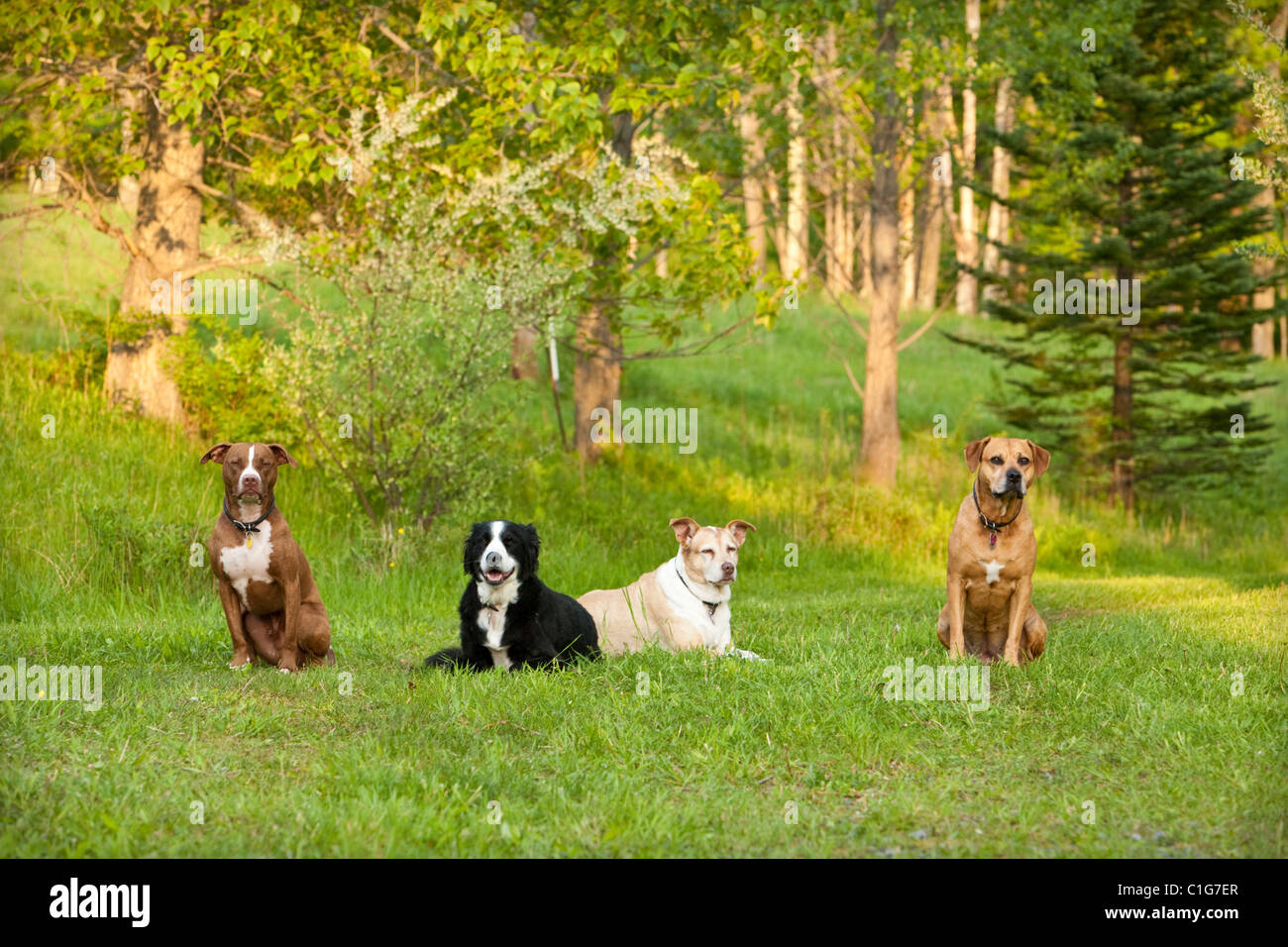 Four mixed breed dogs posing on the grass Stock Photo - Alamy