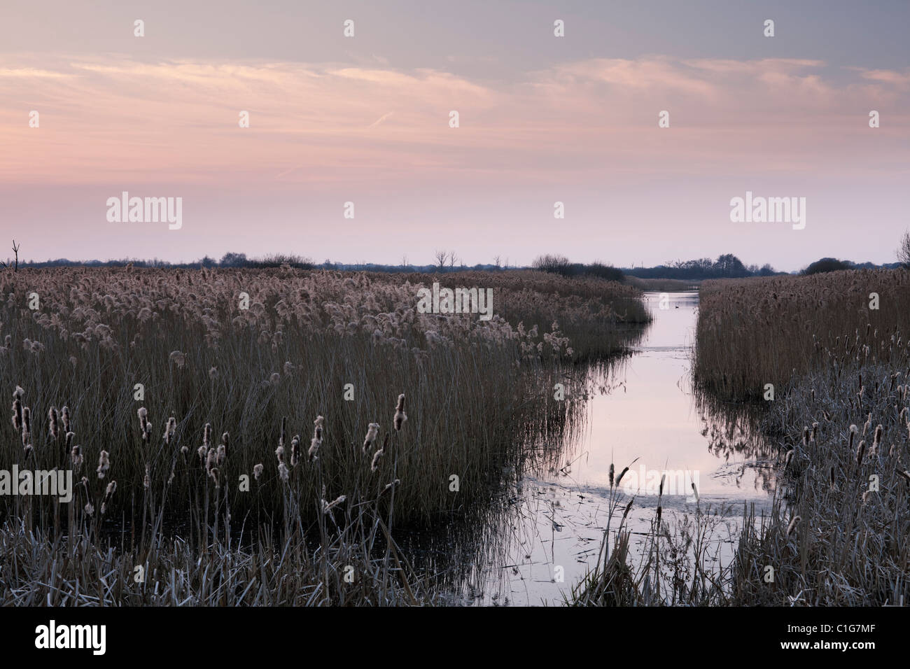Looking over the edge of Noah's Lake, Shapwick Heath Stock Photo - Alamy