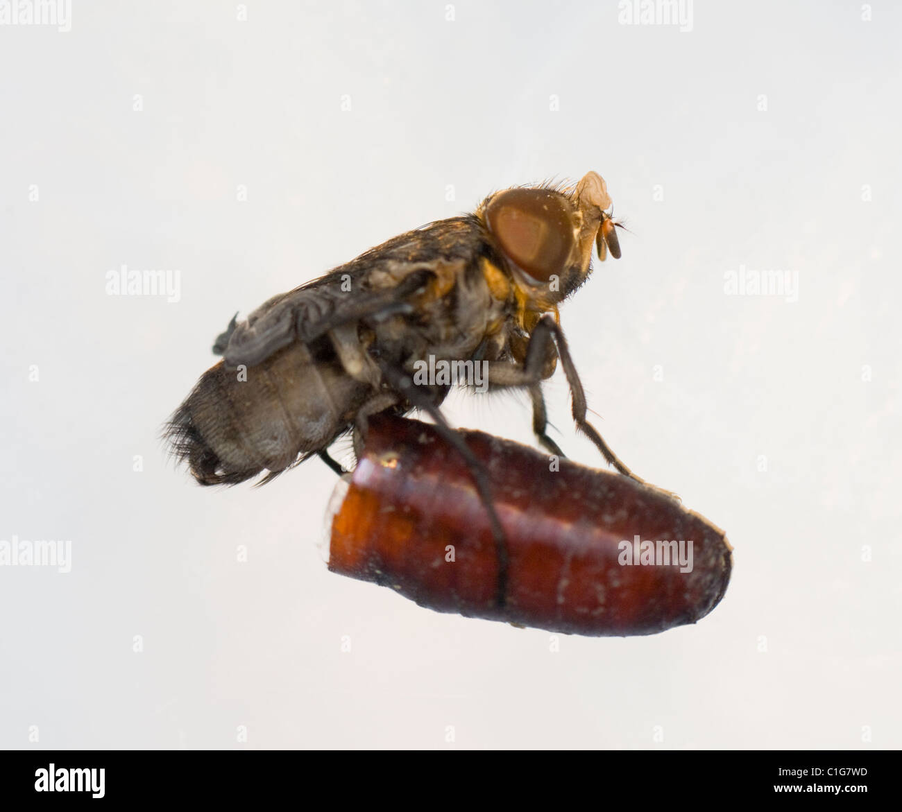 What are these things? Found in my garage. : r/whatisthisthing