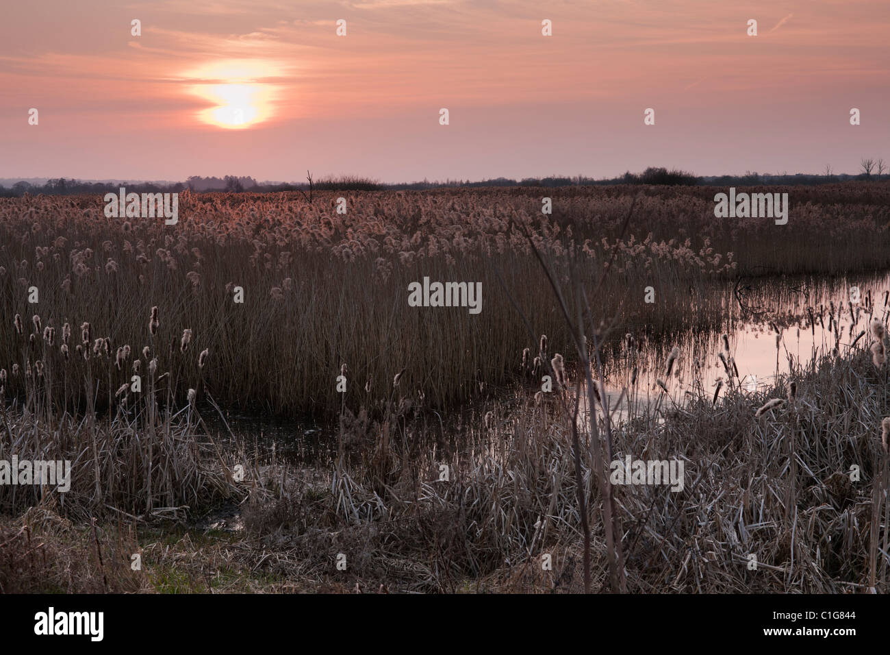 Looking over the edge of Noah's Lake, Shapwick Heath Stock Photo - Alamy
