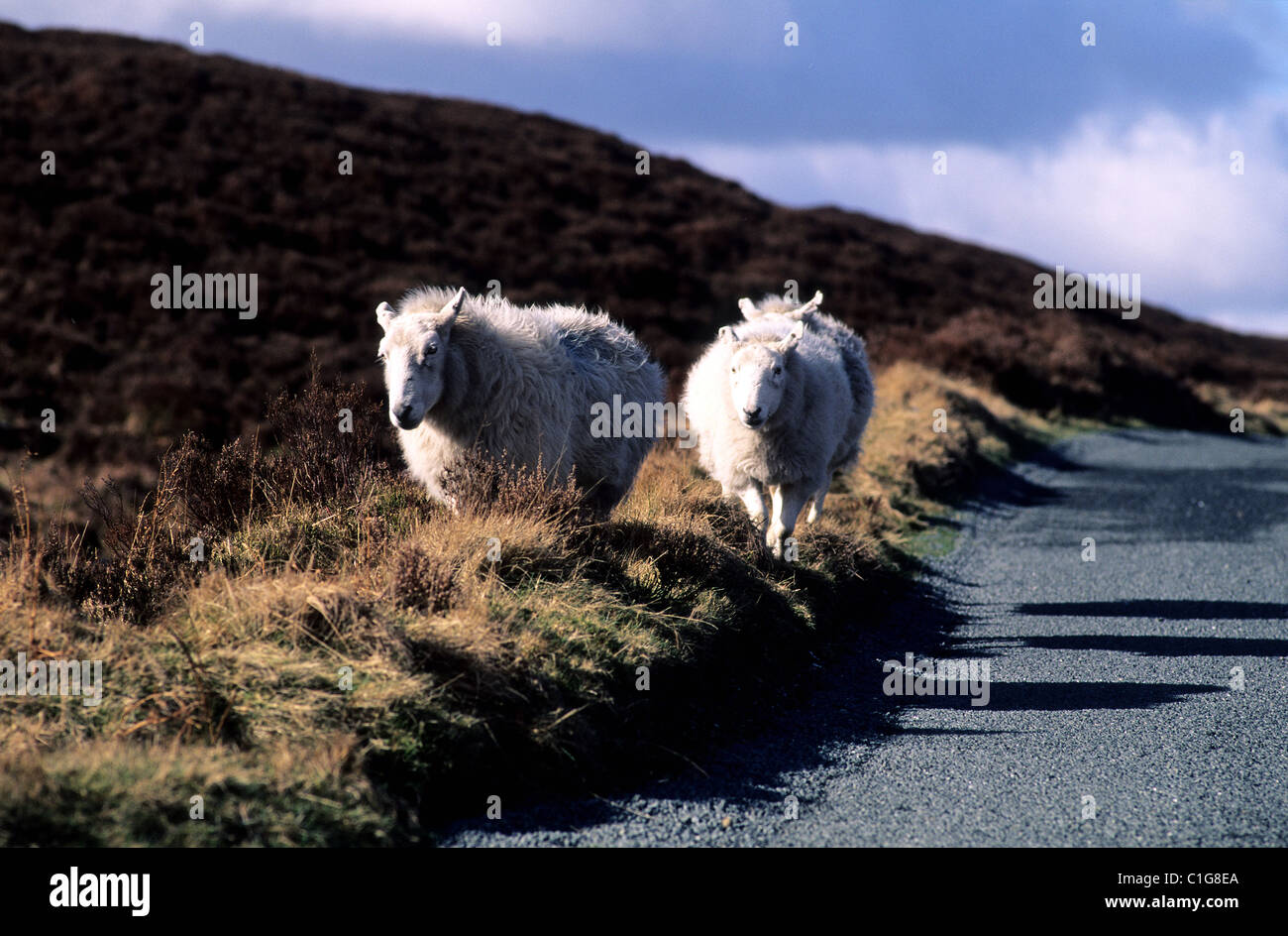Wicklow sheep hi-res stock photography and images - Alamy