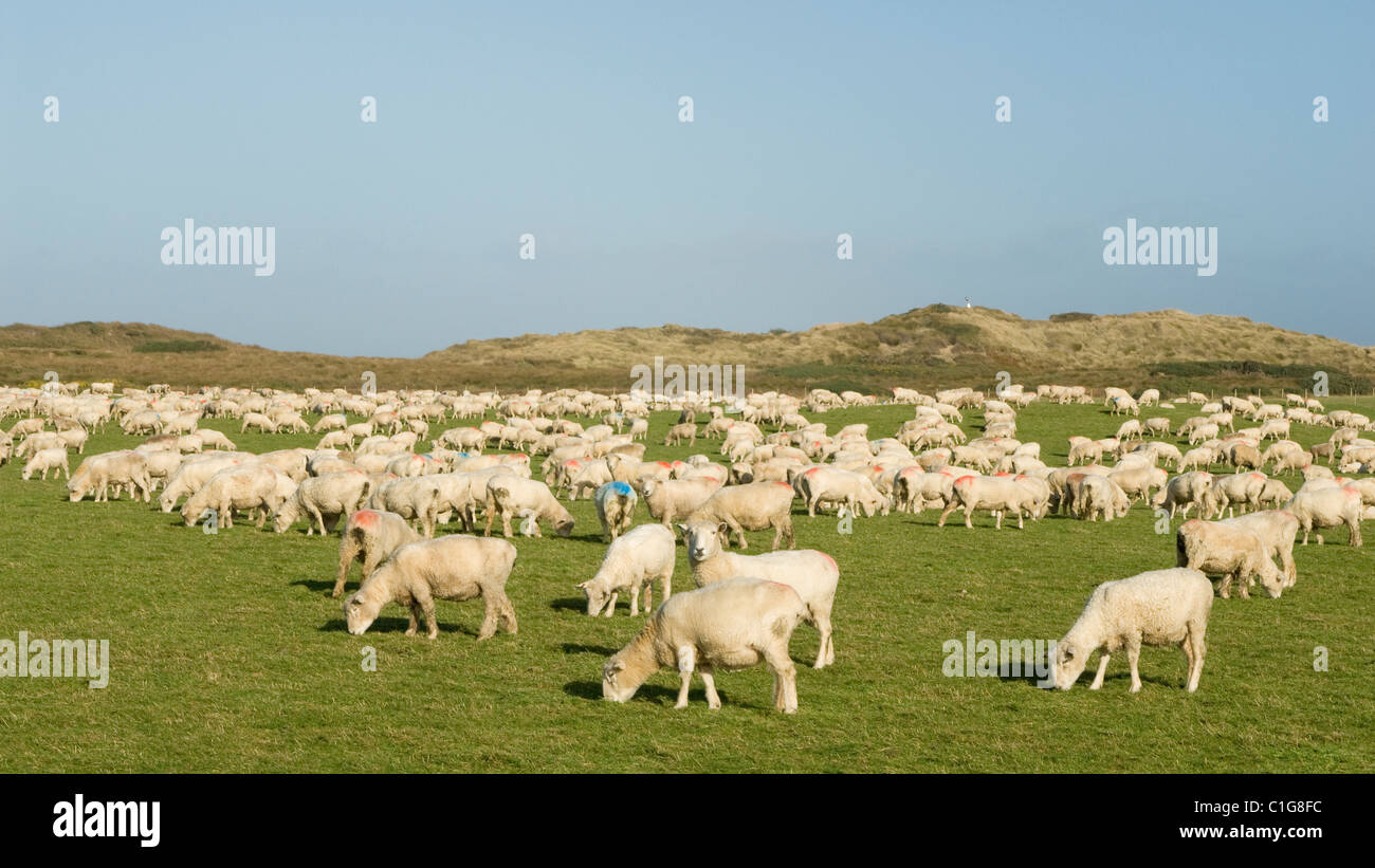 Mob of sheep hi-res stock photography and images - Alamy