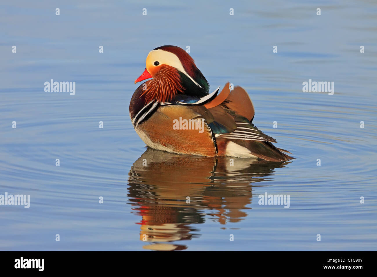 Mandarin Duck, Drake, waterfowl Stock Photo - Alamy