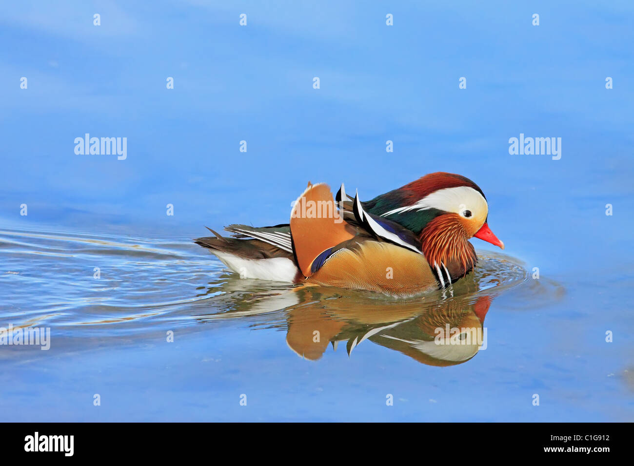 Asian waterfowl hi-res stock photography and images - Alamy