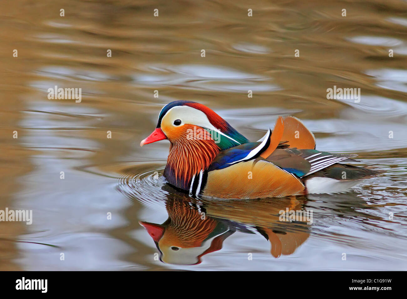 Mandarin Duck, Drake, waterfowl Stock Photo - Alamy