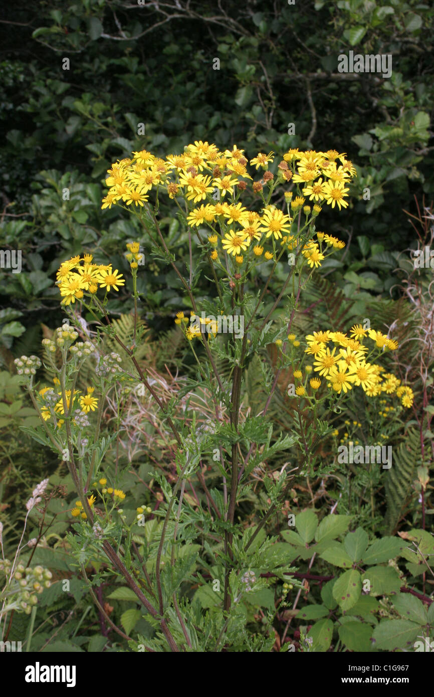 Hoary ragwort (Senecio erucifolius : Asteraceae), Cornwall, UK Stock ...