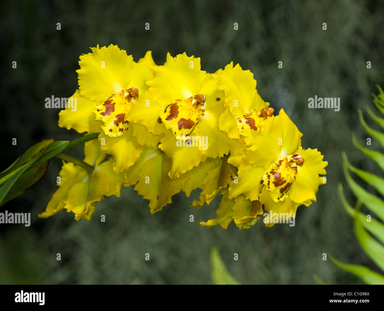 Brazilian orchids hi-res stock photography and images - Alamy