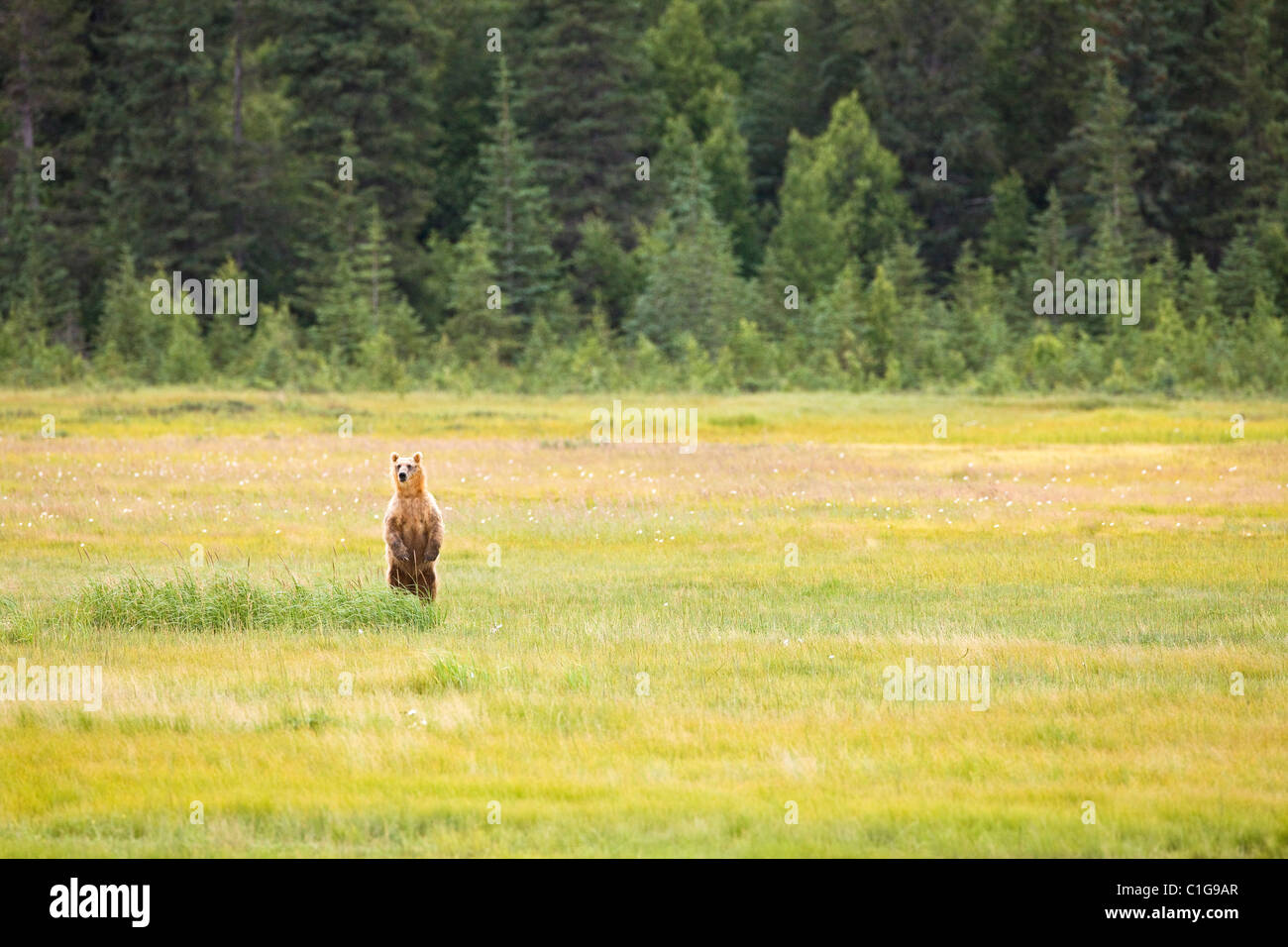 Bear standing on legs hi-res stock photography and images - Alamy