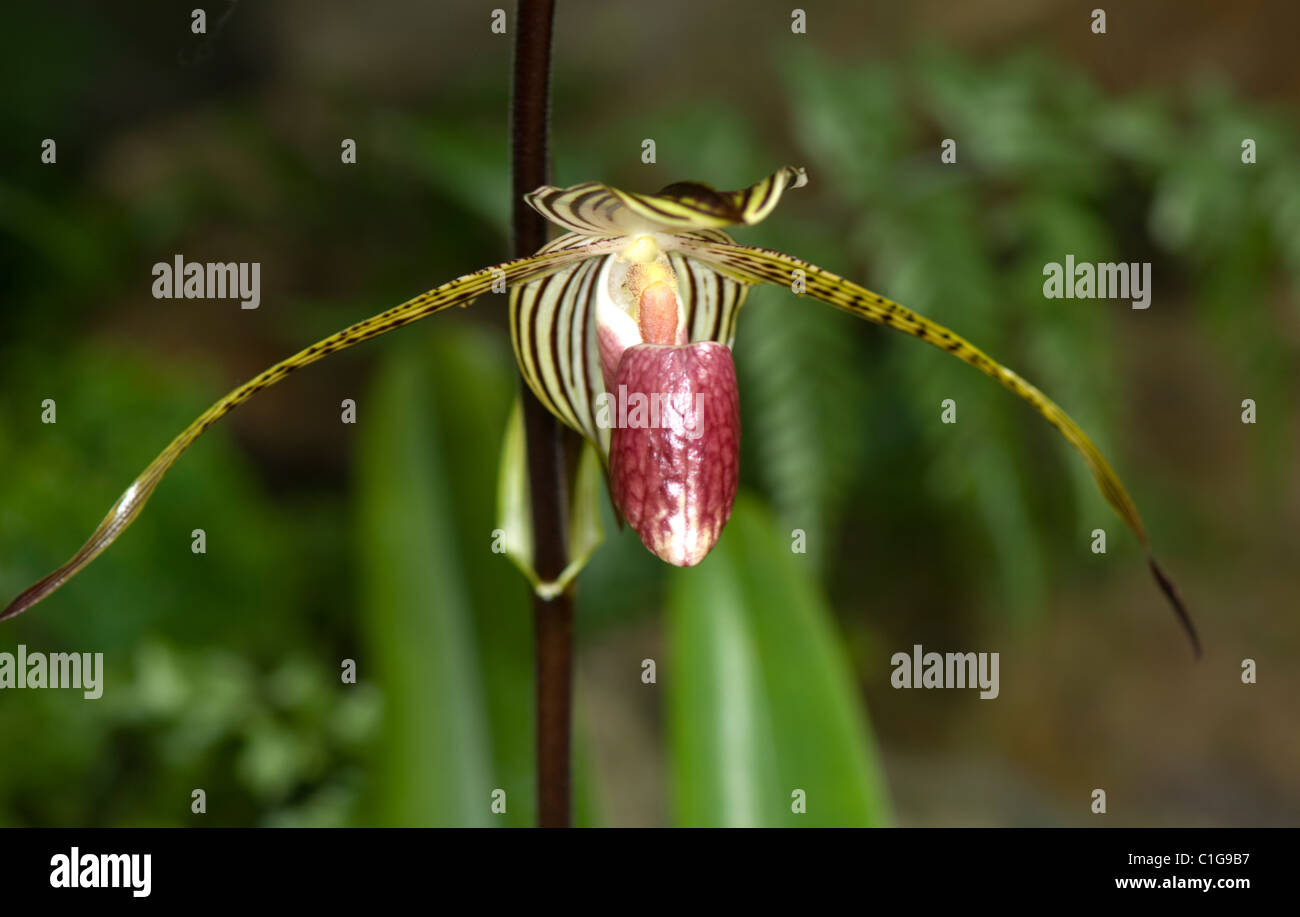 Lady Isabel Orchid (Paphiopedilum Stock Photo - Alamy