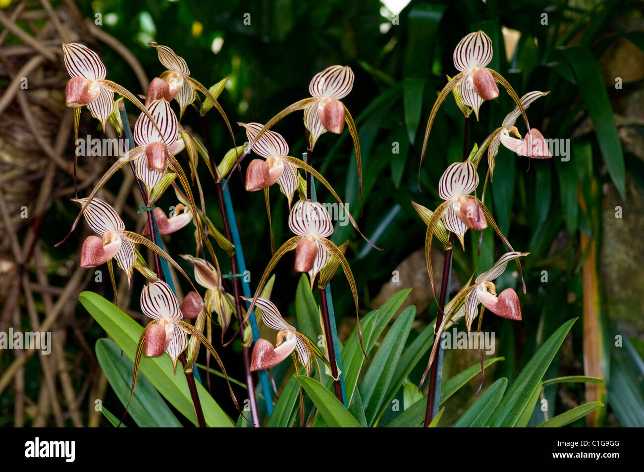 Lady Isabel Orchid (Paphiopedilum Stock Photo - Alamy