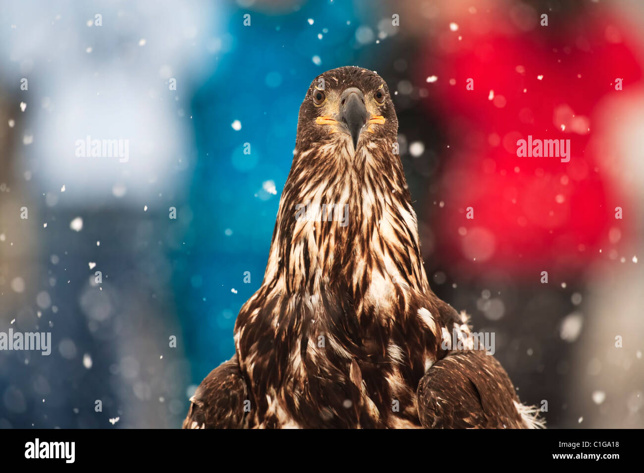 Confused eagle hi-res stock photography and images - Alamy