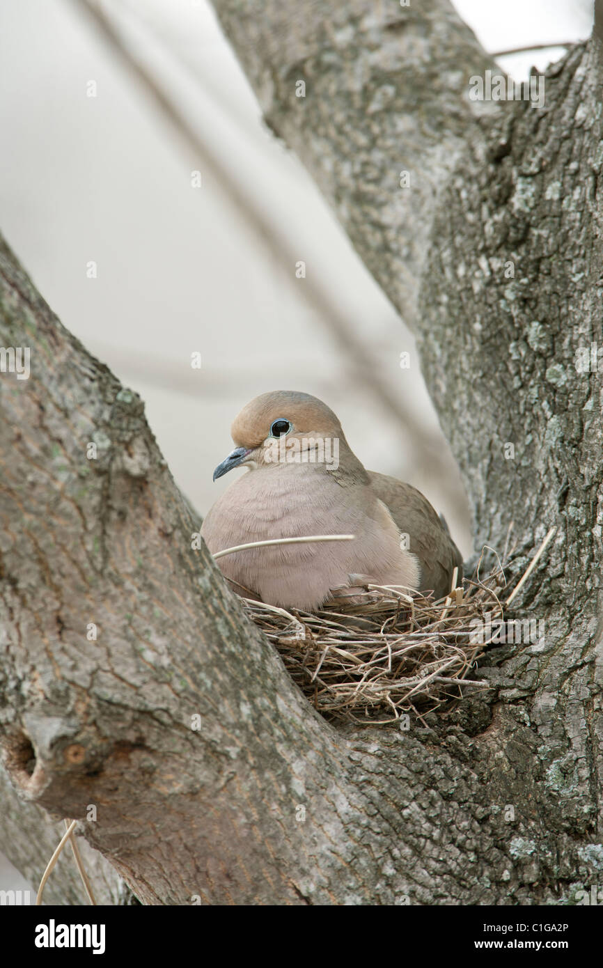 Mourning Dove on Nest Stock Photo - Alamy
