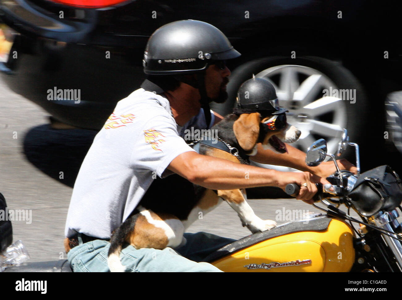 HARLEY HOUND You've heard of road hogs, well check out this road dog ...