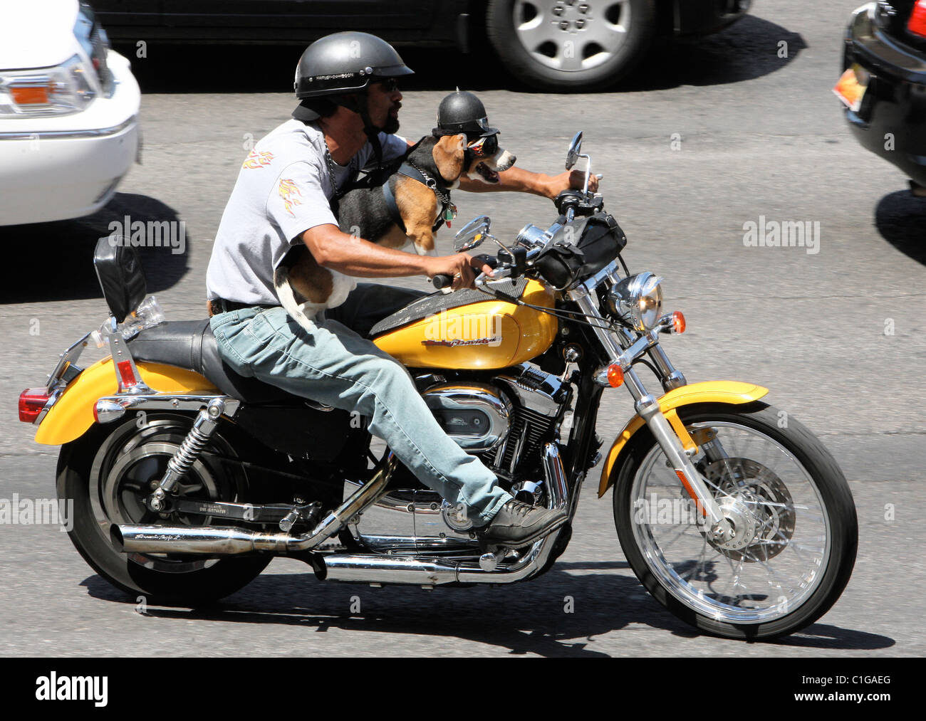 HARLEY HOUND You've heard of road hogs, well check out this road dog ...