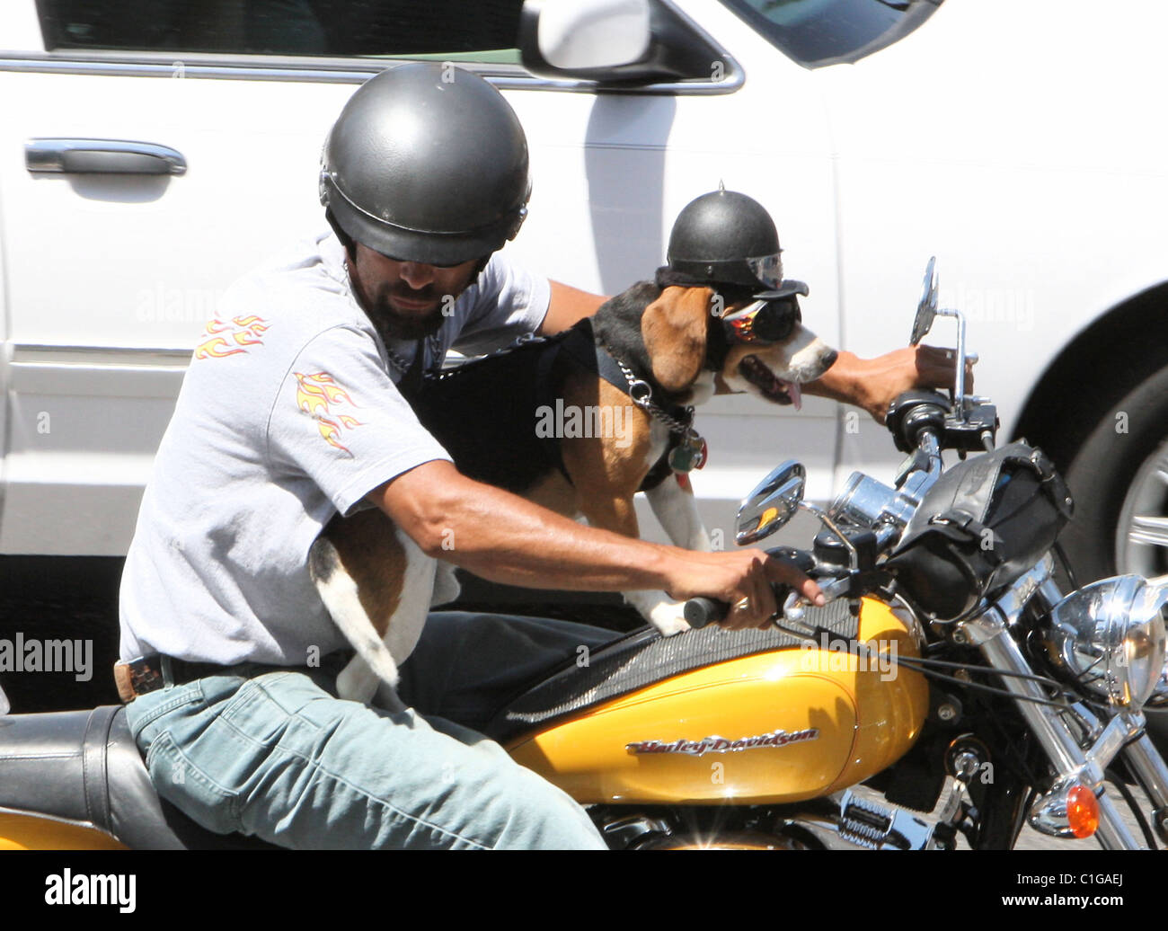 HARLEY HOUND You've heard of road hogs, well check out this road dog ...