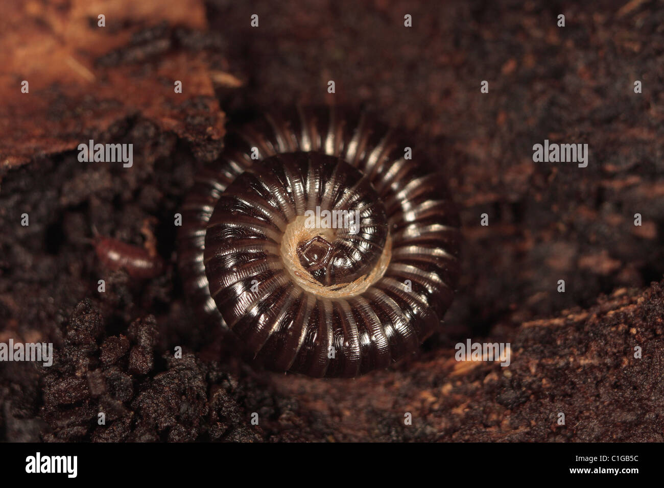 Black segmented body hi-res stock photography and images - Alamy