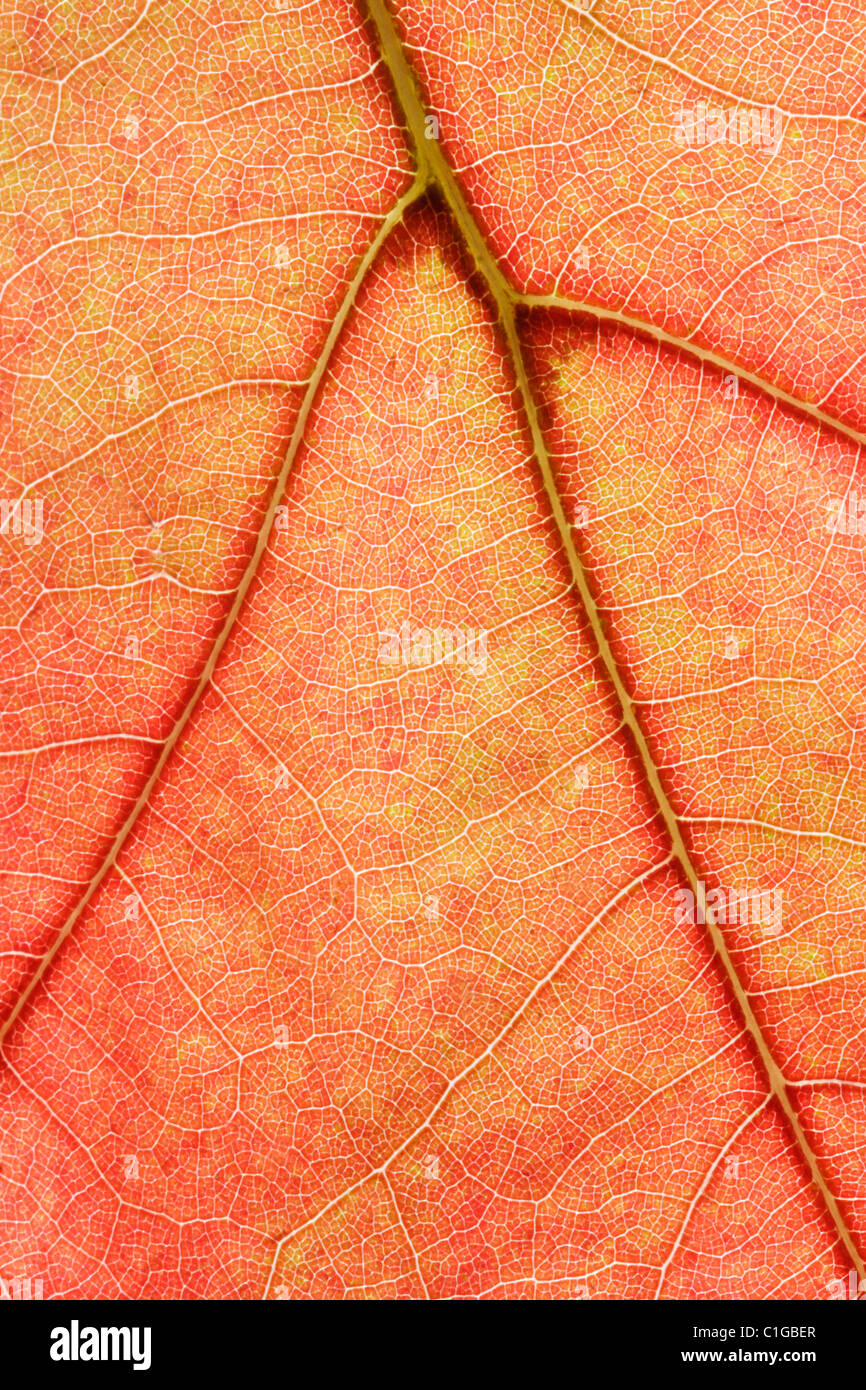 Red autumn leaf detail veins hi-res stock photography and images - Alamy