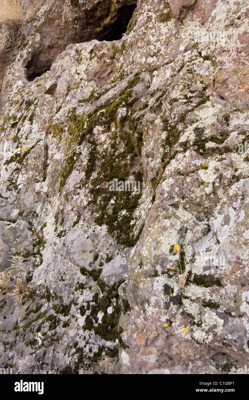 Mexico moss hi-res stock photography and images - Alamy
