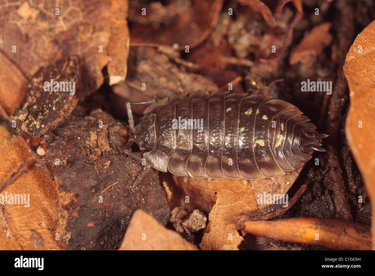 Woodlouse and ireland hi-res stock photography and images - Alamy
