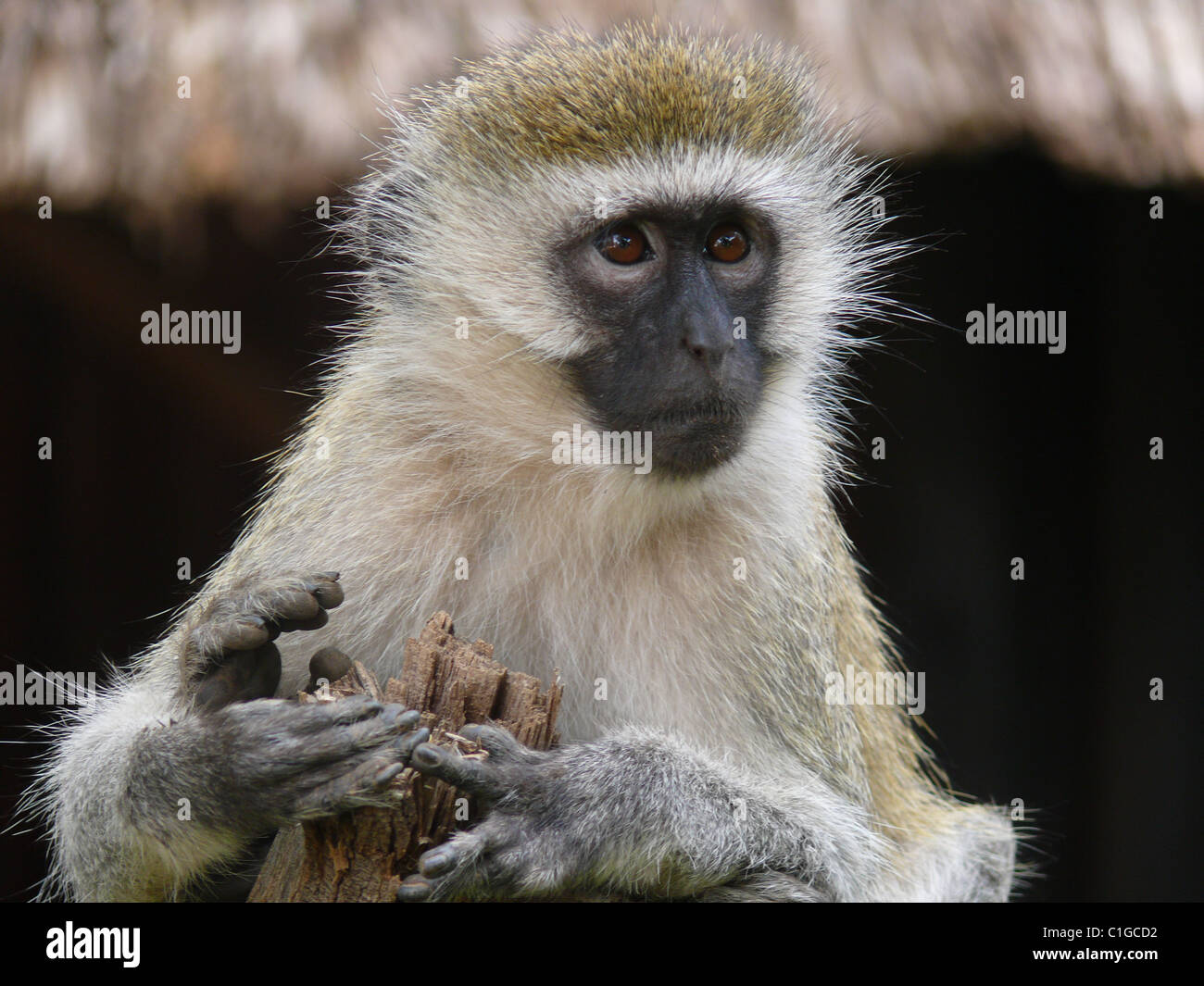 Vervet Monkey, Kenya Stock Photo - Alamy