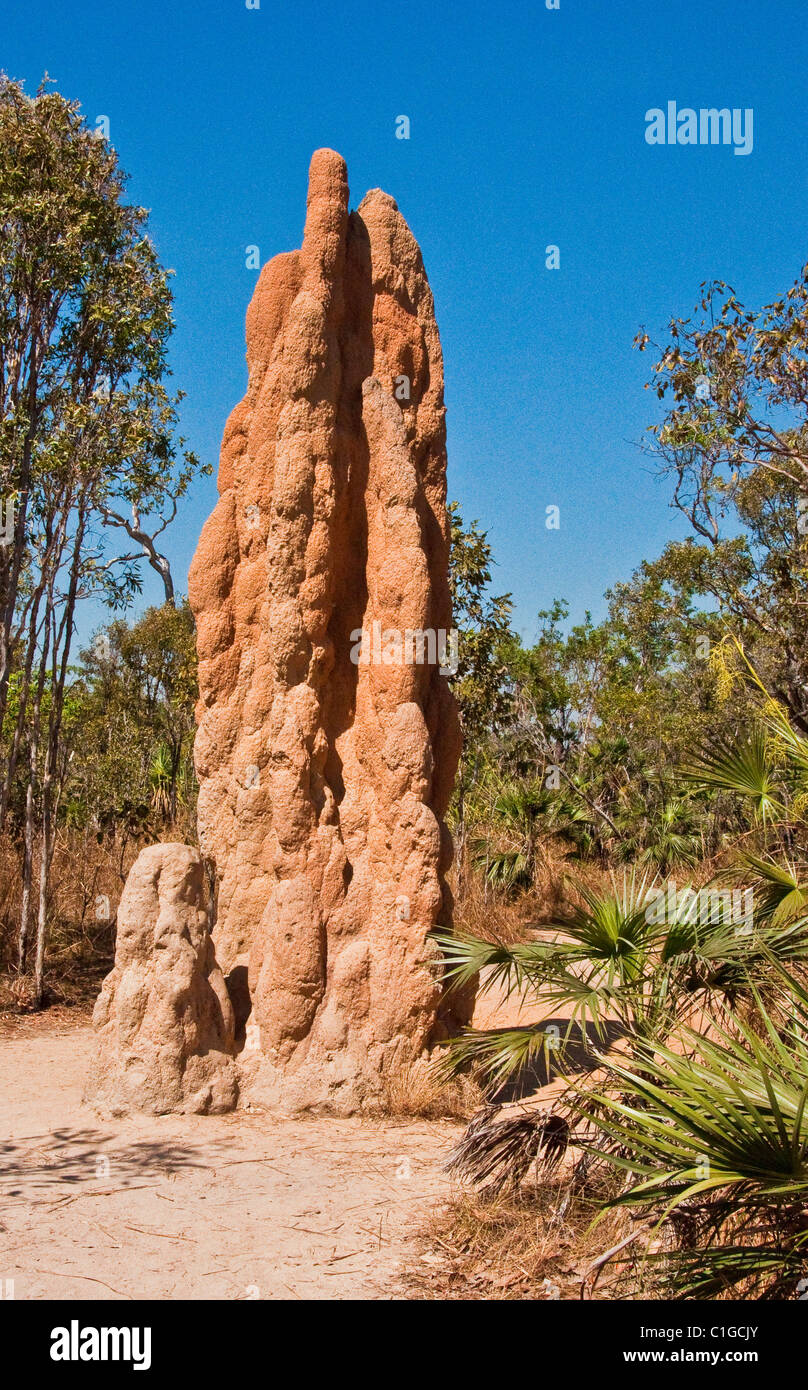 termite mounds in northern territory, australia Stock Photo - Alamy