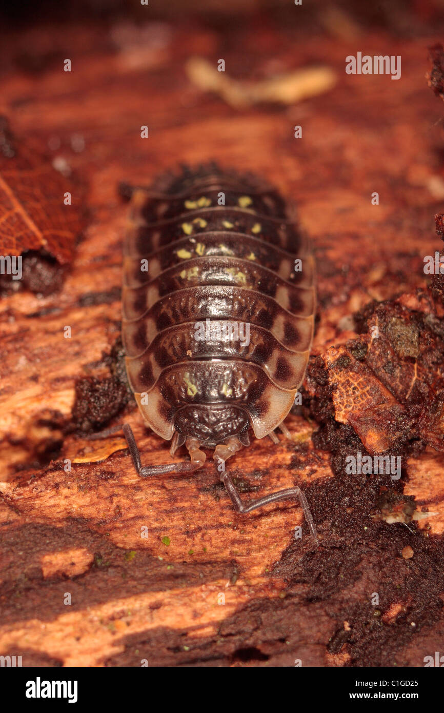 Woodlouse and ireland hi-res stock photography and images - Alamy