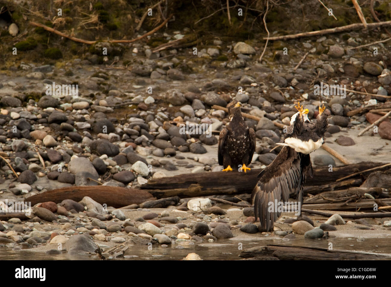 Eagles hunt hi-res stock photography and images - Alamy