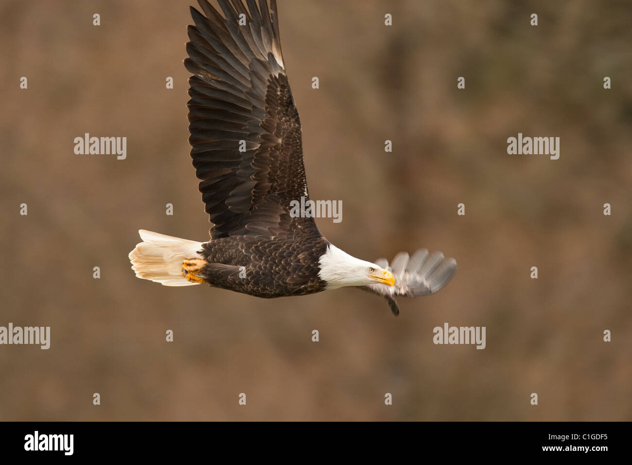 Bald eagle flying over water hi-res stock photography and images - Alamy