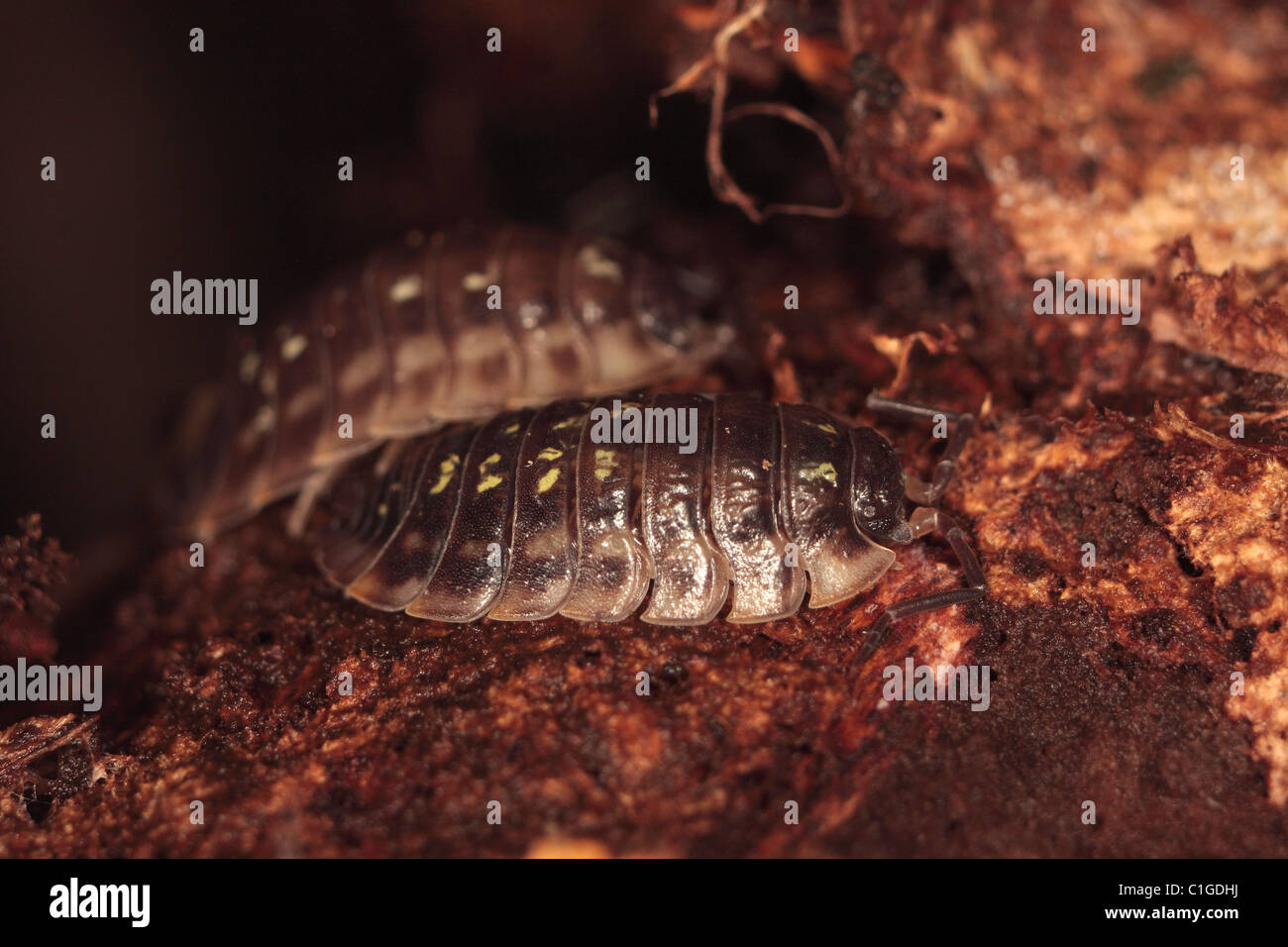 Woodlouse and ireland hi-res stock photography and images - Alamy