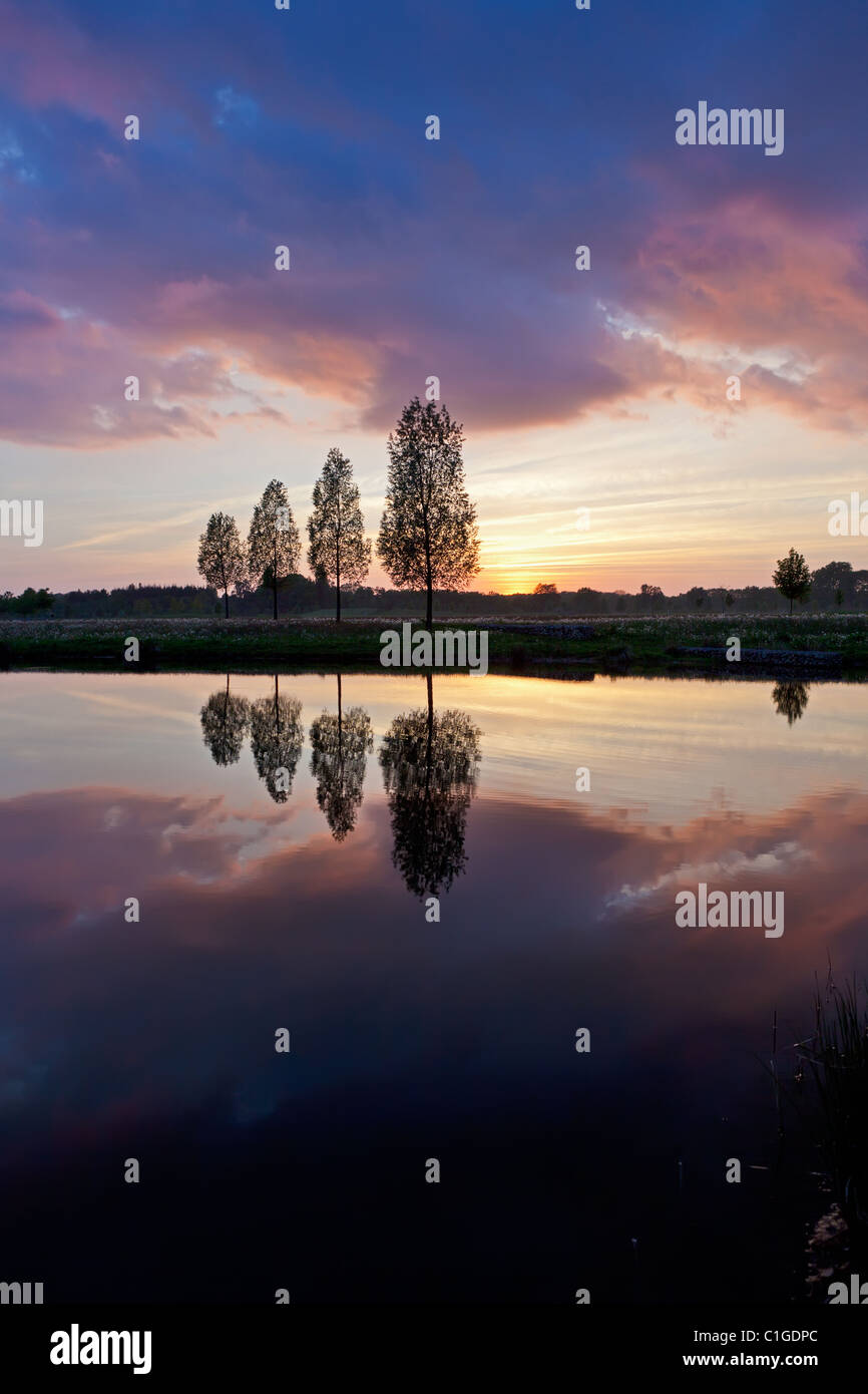 Leafless tree near lake on sunset Stock Photo - Alamy