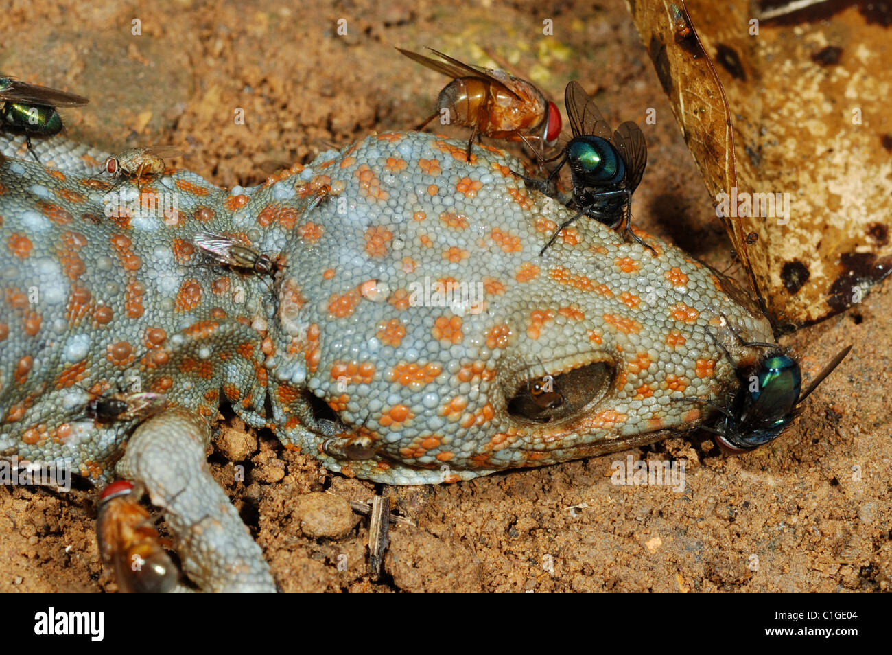 Dead Tokay Gecko (gekko gecko) covered in flies in Kaeng Krachan ...