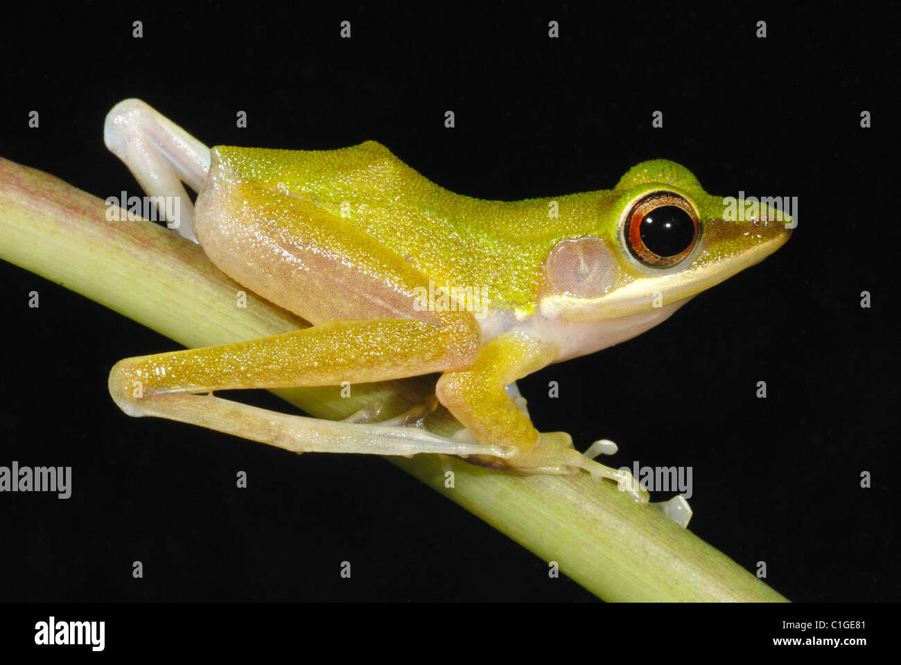 Copper Cheeked Treefrog (hylarana raniceps) in the rainforest of Khao ...