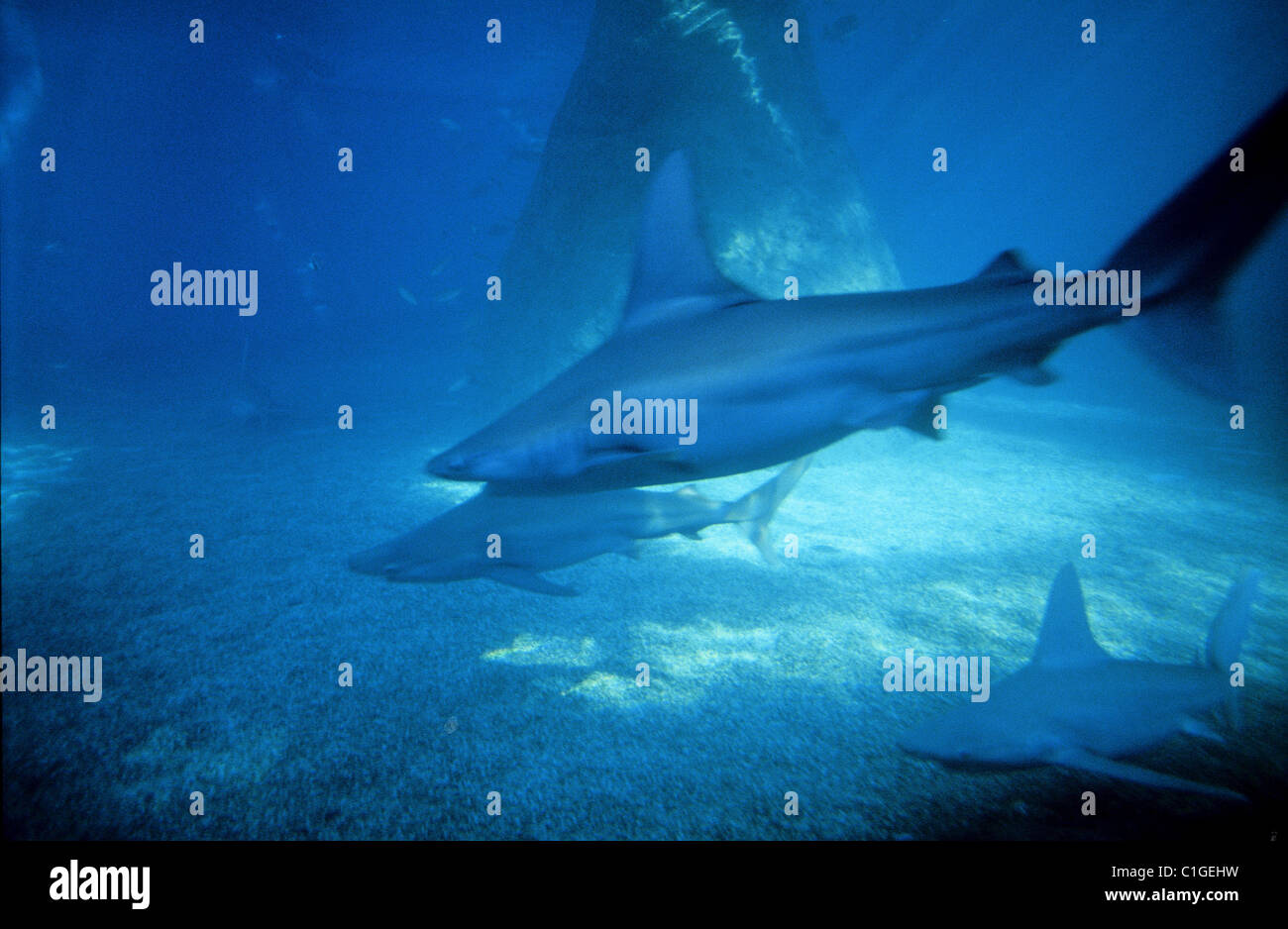 Submarine Shark Real