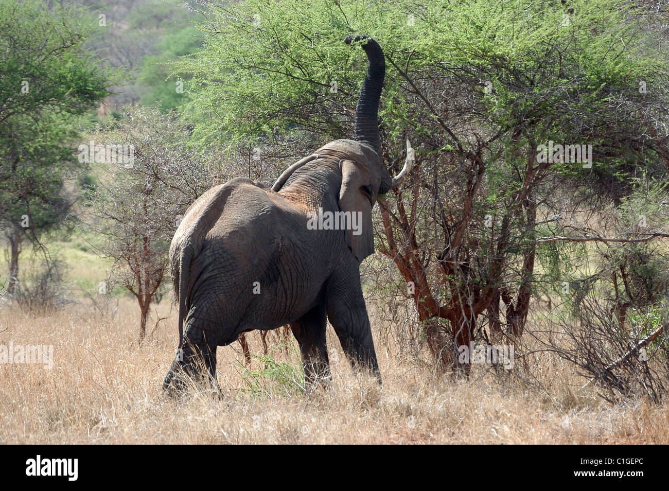 A female African elephant feeds from the acacia trees in the Tsavo West ...