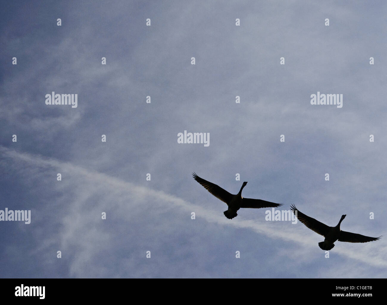 Geese in the sky silhouette Stock Photo - Alamy