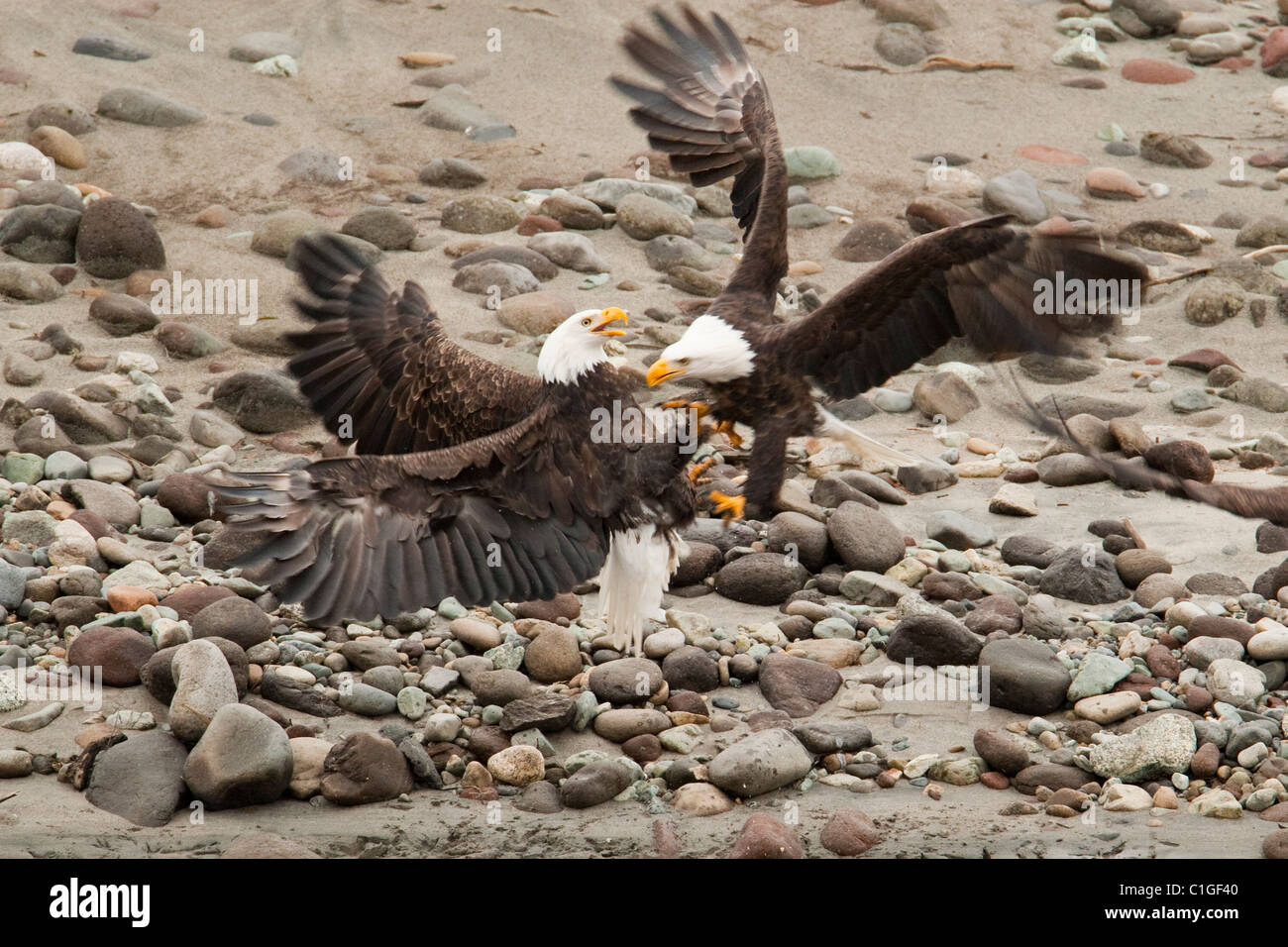 Bald eagle fighting hi-res stock photography and images - Alamy