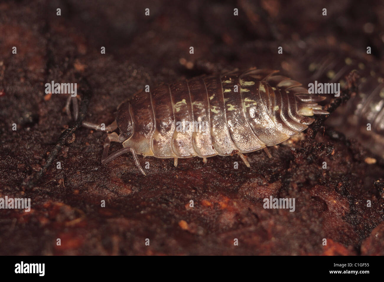 Woodlouse and ireland hi-res stock photography and images - Alamy
