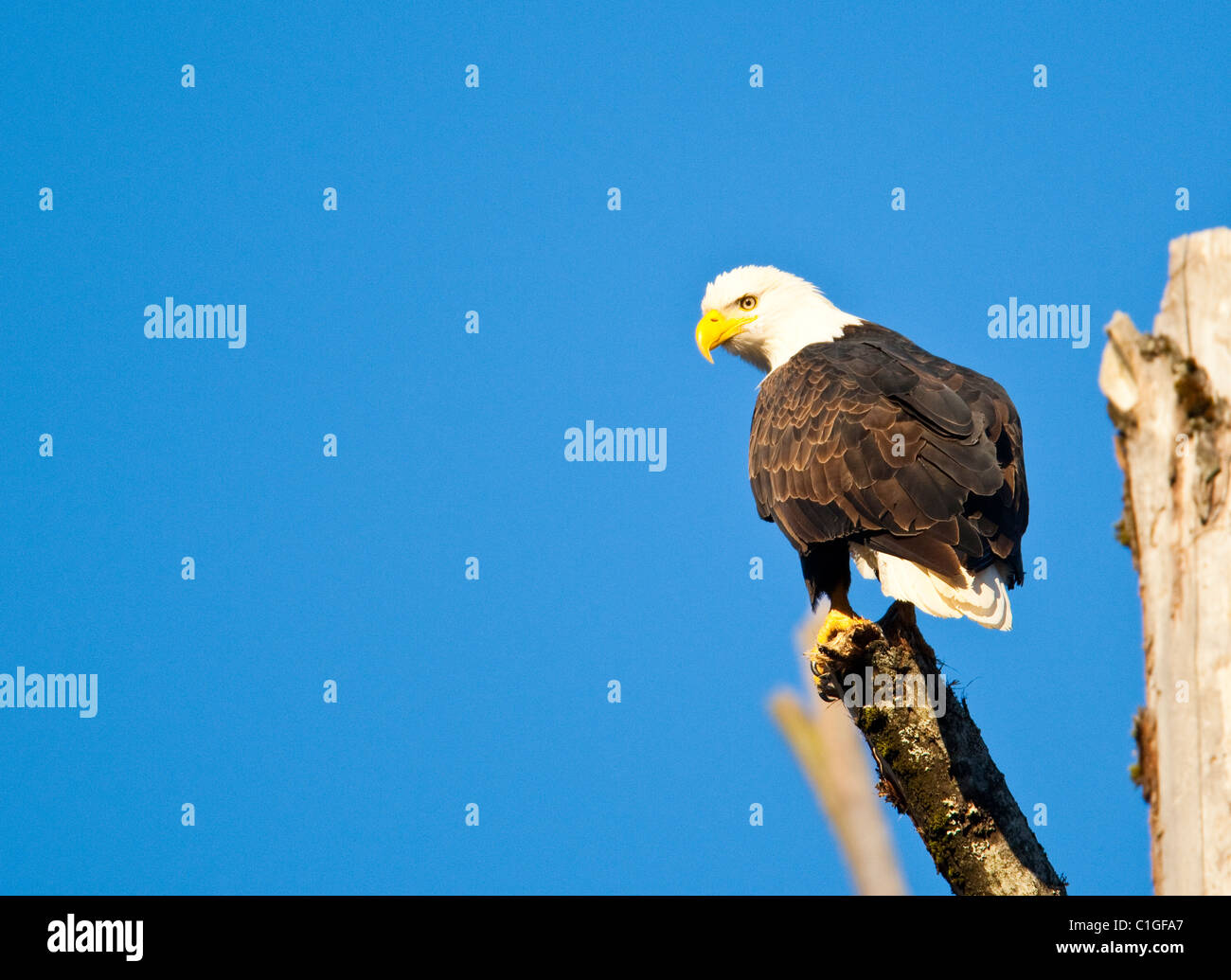 American bald eagle perches hi-res stock photography and images - Alamy