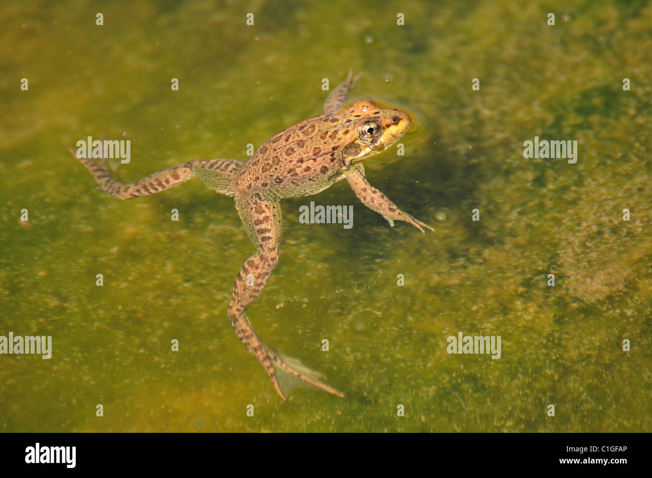Sahara frog hi-res stock photography and images - Alamy